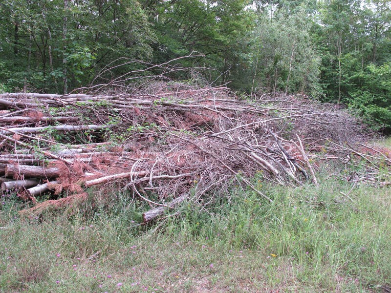 Forest Maintenance and Cleanup in the Forest Stock Photo - Image of ...