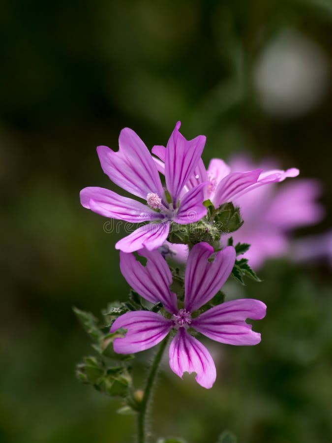 Forest Mallow Malva Sylvestris Stock Photo - Image of europe ...