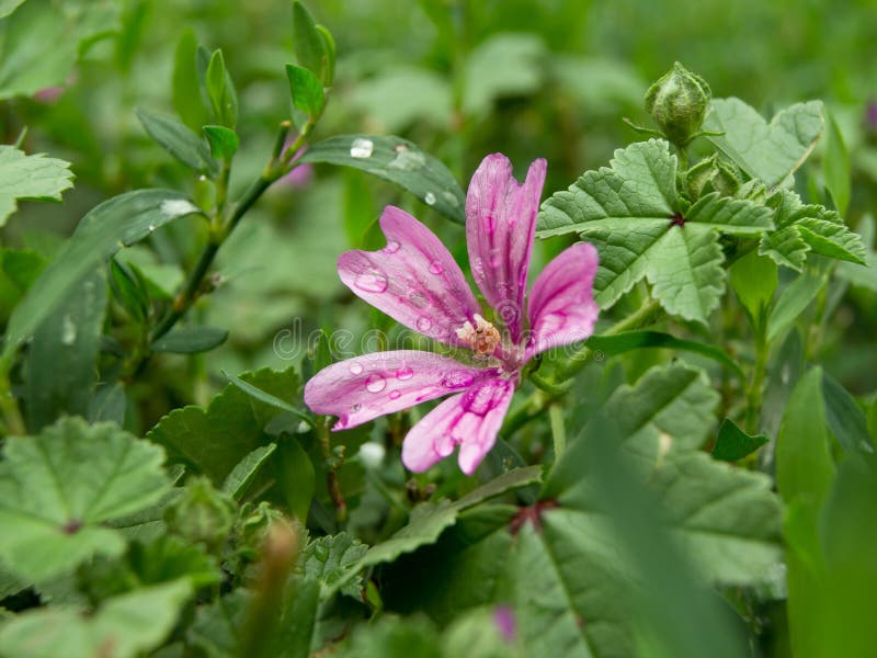 Forest Mallow (Malva Sylvestris) Stock Image - Image of common ...