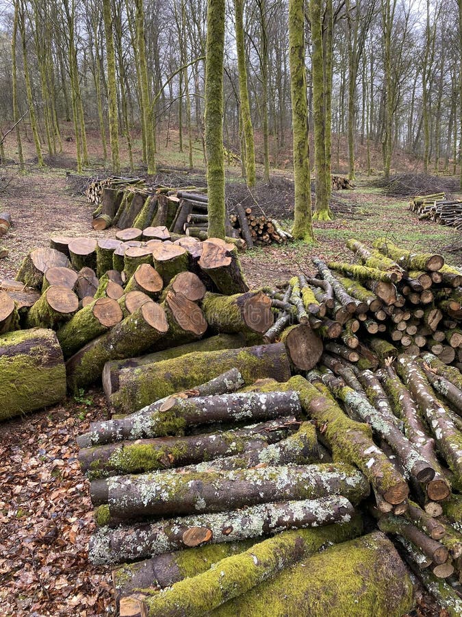 Forest Management, Forestry Work, in a Broadleaf Forest, Stack of Cut ...
