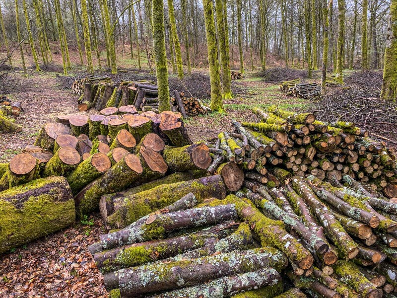 Isselee - Photographer profile