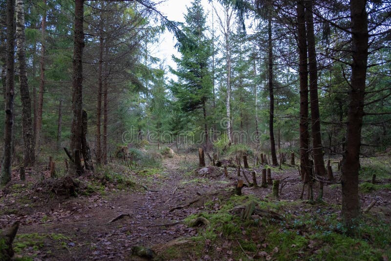Forest Management or Maintenance Stock Image - Image of autumn ...