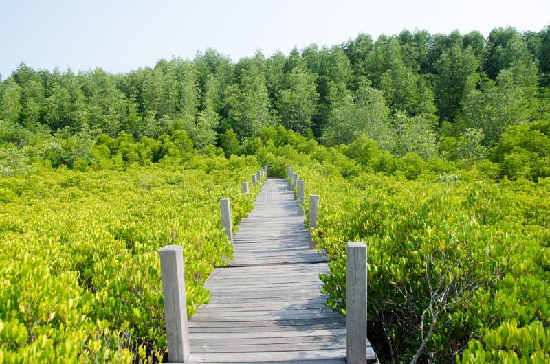 Forest mangrove stock photo. Image of bark, ornament - 51812712