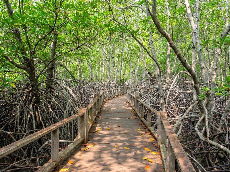 Forest mangrove stock image. Image of mangrove, timber - 36249917
