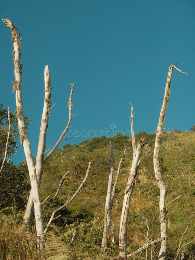 A Forest with Many Dead Trees and a Blue Sky Stock Image - Image of ...