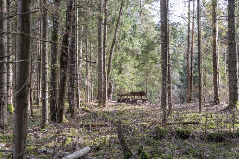 .a Forest with Many Trees, and a Bench Can Be Seen in the Distance ...
