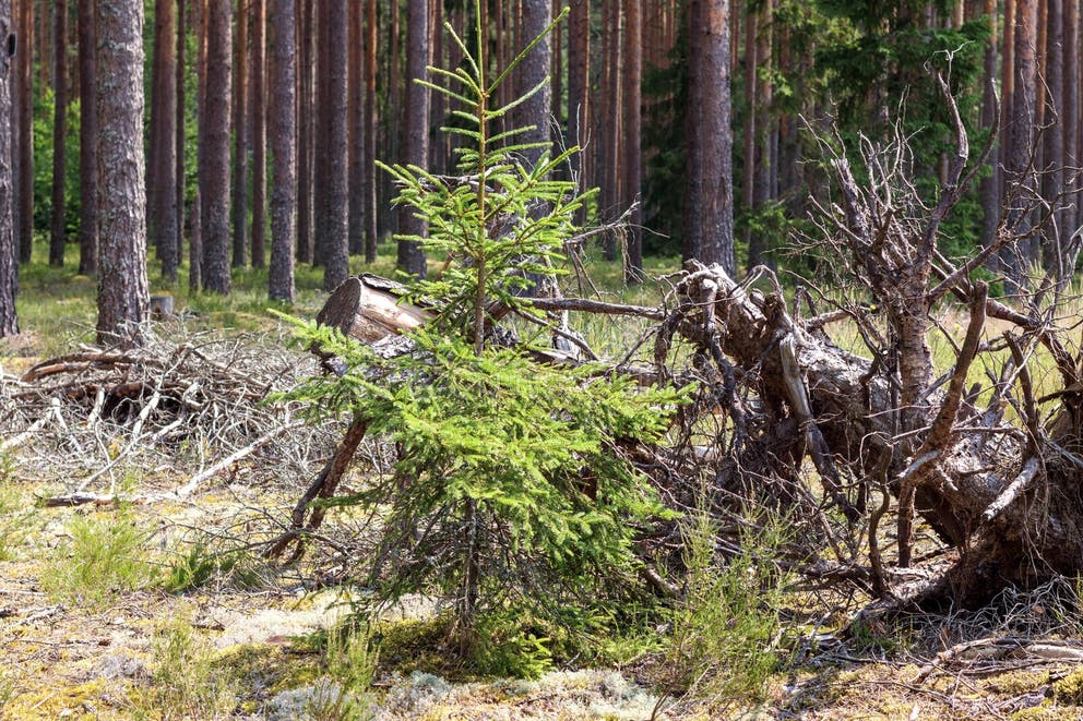 .a Forest with Many Trees, but in the Foreground Two Large Fallen Trees ...