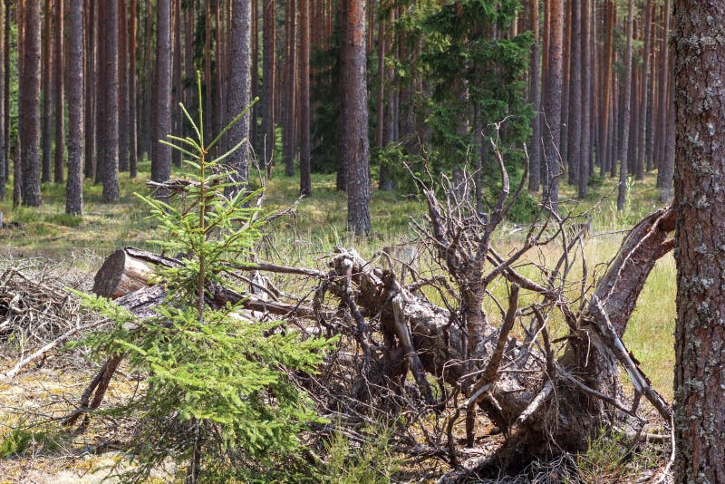 .a Forest with Many Trees, but in the Foreground Two Large Fallen Trees ...