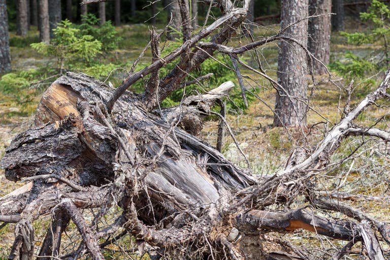 .a Forest with Many Trees, but in the Foreground Two Large Fallen Trees ...