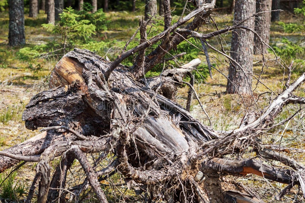 .a Forest with Many Trees, but in the Foreground Two Large Fallen Trees ...