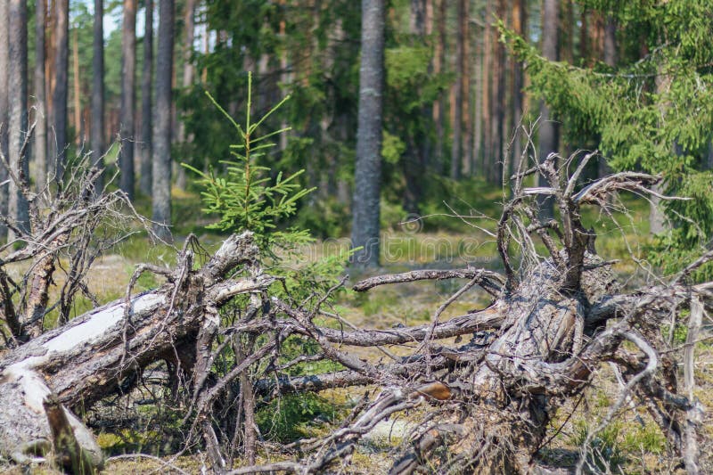 Forest Many Trees Foreground Two Large Fallen Partially Decayed Stock ...
