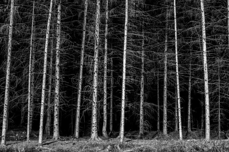 Forest with many trees editorial stock image. Image of dark - 79936369