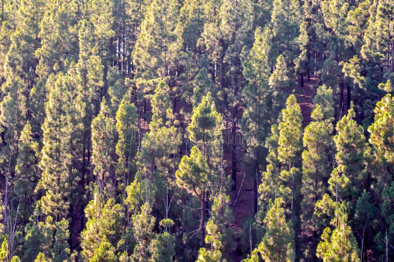 A Forest with Many Trees and a Lot of Sunlight Stock Photo - Image of ...