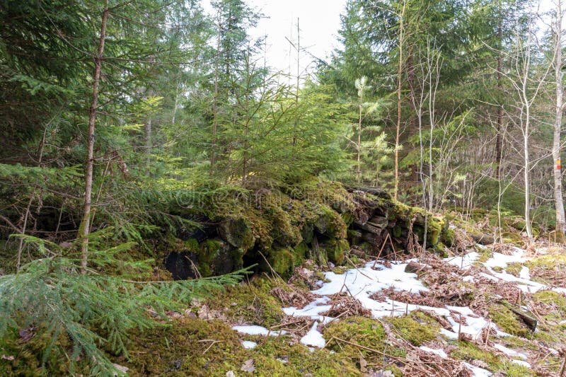 .a Forest with Many Trees that are Partly Dead and Partly Green, with a ...