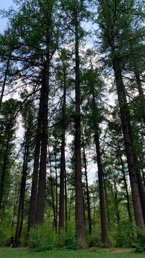 Forest with Many Trees and a Person Standing in the Grass Stock Image ...