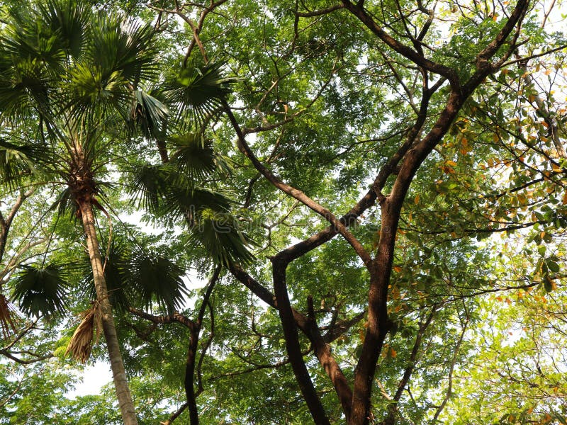 A Forest with Many Trees with Towering Trunks Stock Photo - Image of ...