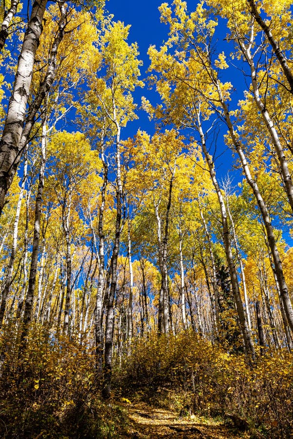 A Forest with Many Trees in it Stock Photo - Image of branches, orange ...