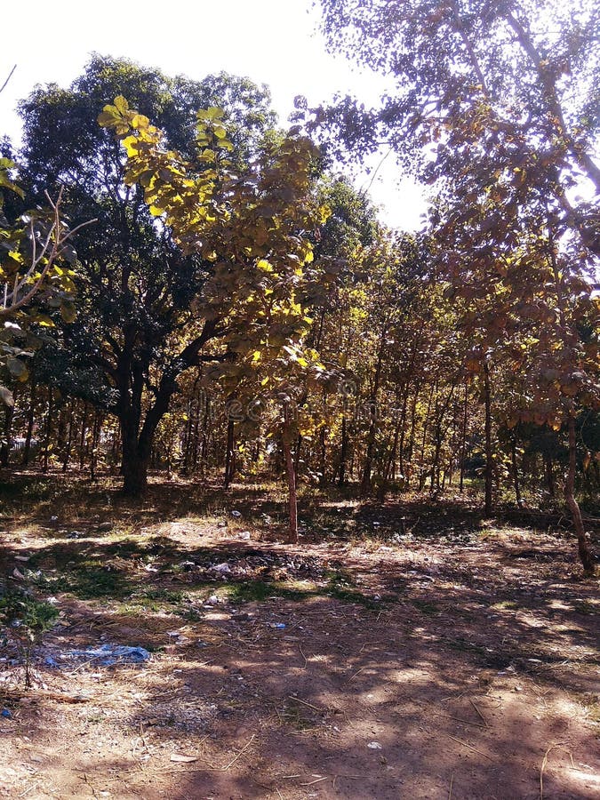 A Forest Many Type of Tree Good Look Stock Image - Image of tree, look ...