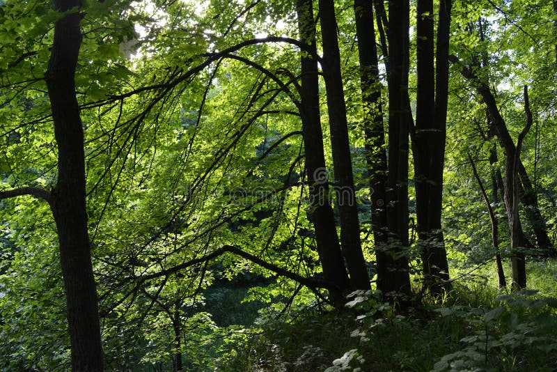 Forest with Maple and Linden Trees in Summer Stock Image - Image of ...