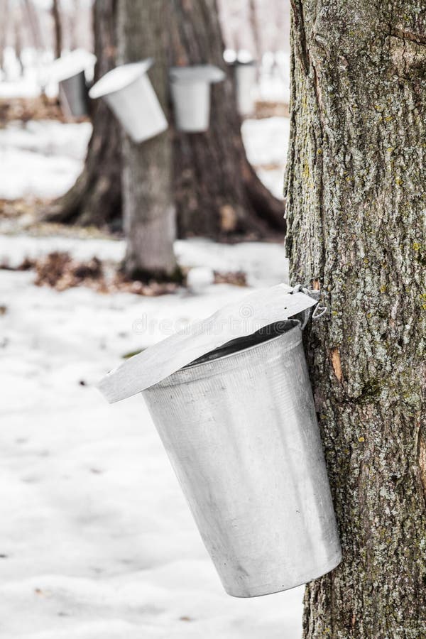 Forest of Maple Sap Buckets on Trees Stock Image - Image of drip, grove ...
