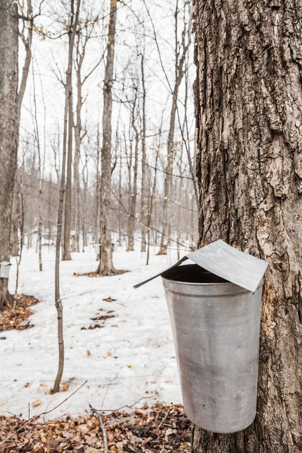 Maple Sap Buckets on Trees in Spring Stock Image - Image of quebec ...