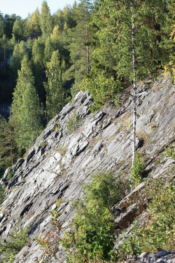 Forest on a marble cliff stock image. Image of ground - 60115171