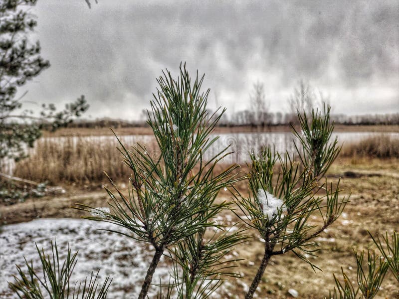 Forest in march stock image. Image of nature, twig, grass - 179507583