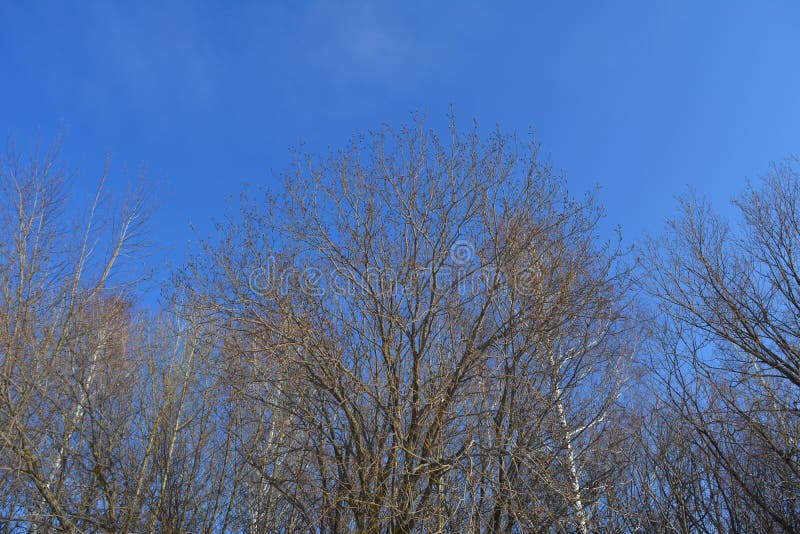 Forest in March. Trees on the Background of Clear Blue Sky Stock Image ...