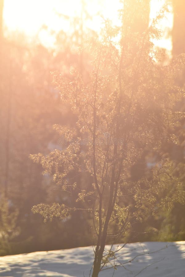 A Forest in March stock image. Image of natural, outdoors - 368780675