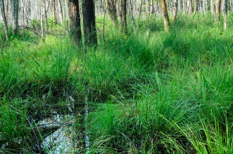 Forest marches in Poland stock image. Image of scenery - 35460759