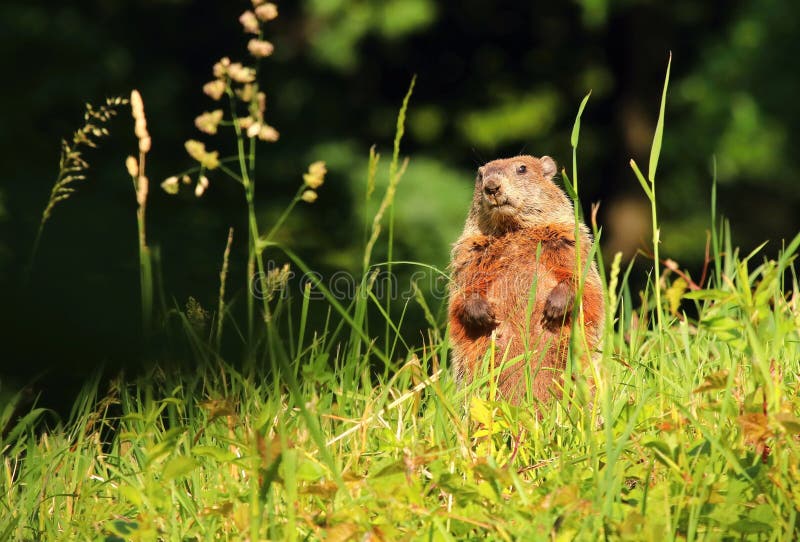 Groundhog (marmota monax) stock image. Image of teeth - 30655979