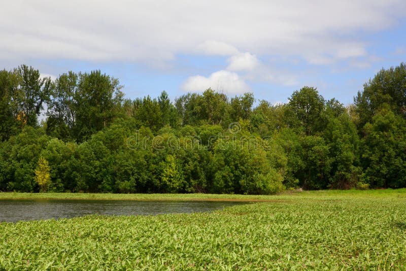 Forest Marsh stock photo. Image of peaceful, meadow, background - 22059456