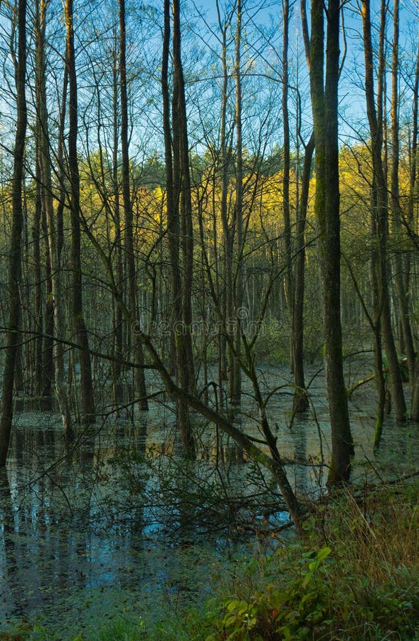 Forest marsh, autumn flood stock image. Image of foliage - 130402065