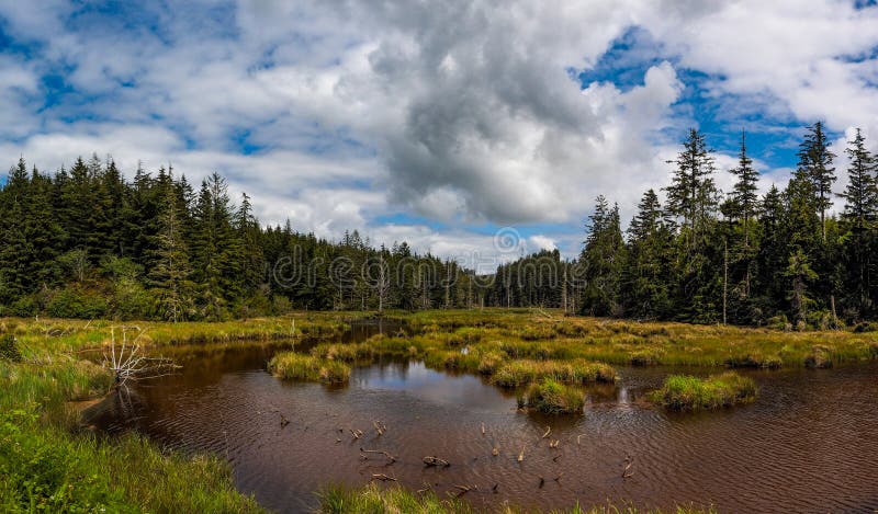 Forest Marsh stock photo. Image of landscape, evergreen - 91548716