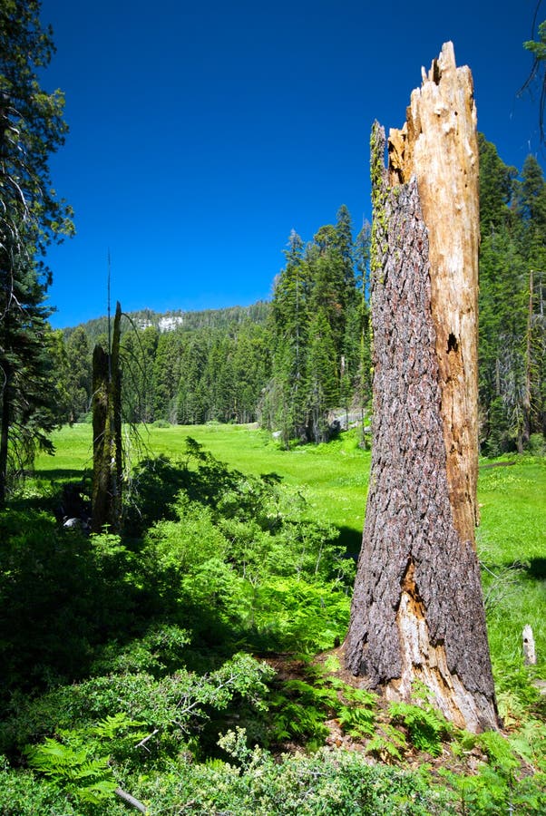 Forest Meadow stock photo. Image of cloud, field, idyllic - 11070320