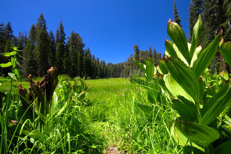 Forest Meadow stock photo. Image of meadow, cloud, land - 11130288