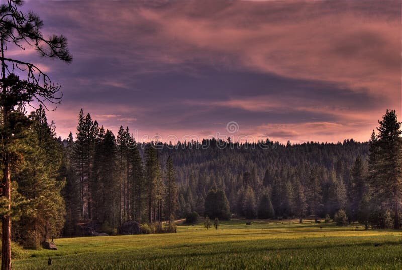 Forest Meadow 0349 foto de archivo. Imagen de denso, relajante - 43760734