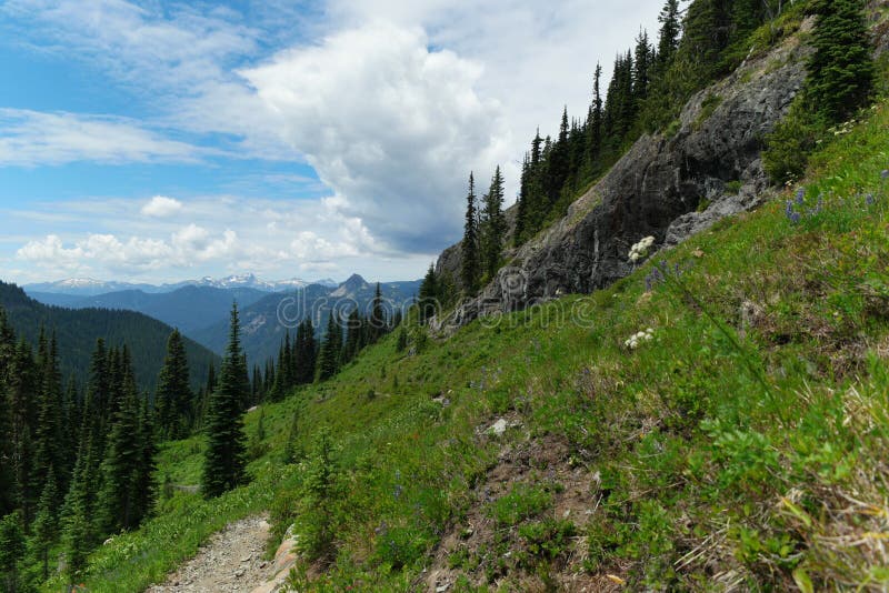 Forest meadow stock image. Image of scenic, forest, back - 65695363
