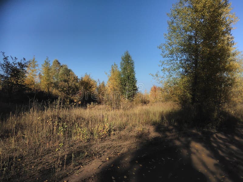 Forest and Meadow in Autumn. Stock Image - Image of blue, dayn: 134338621