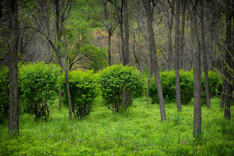 Forest meadow bushes stock image. Image of meadow, park - 54133185