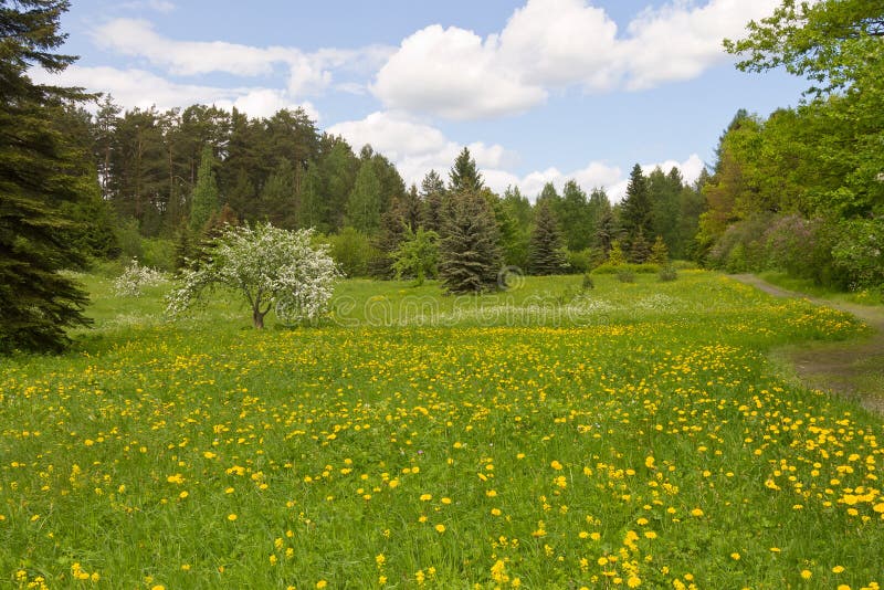 Forest meadow stock photo. Image of lush, leaf, blue - 55350262