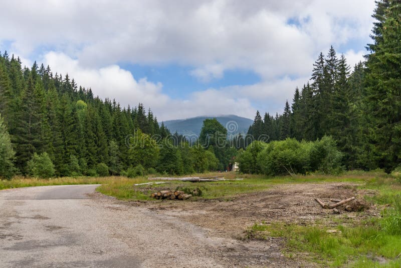 Forest Meadow Clearing Log Road Stock Image - Image of season, country ...