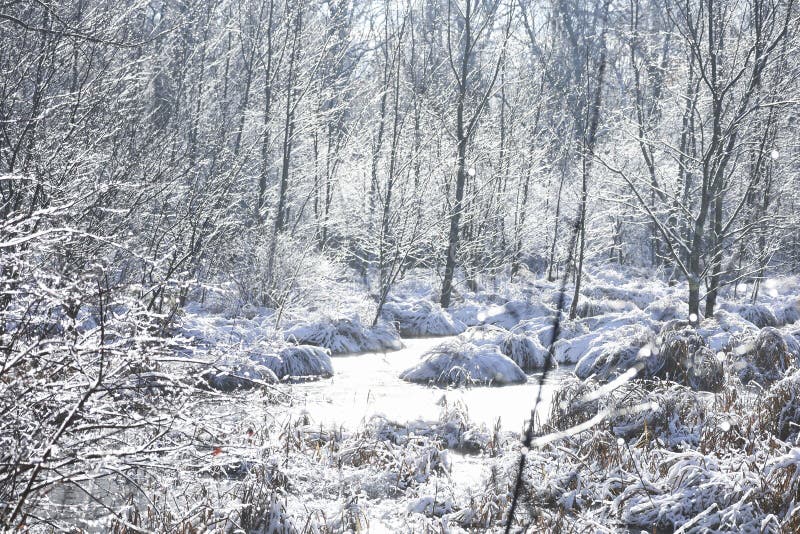 Forest and Meadow Covered Winter Snow, Massachusetts, US.Forest and ...