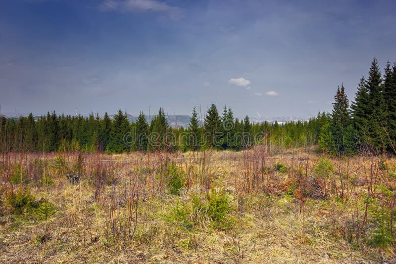 Forest Meadow Field Landscape. Early Spring Forest Meadow View Stock ...