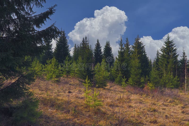 Forest Meadow Field Landscape. Early Spring Forest Meadow View Stock ...