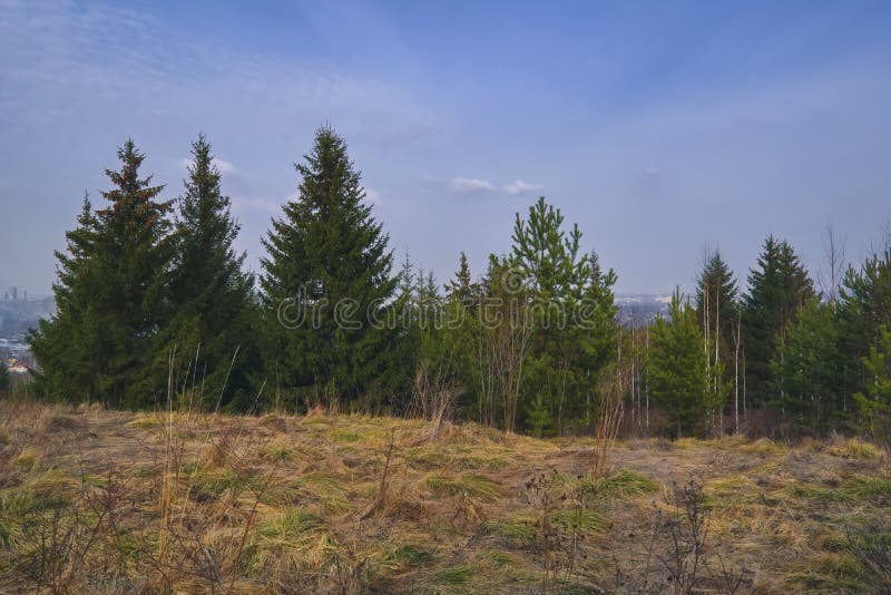Forest Meadow Field Landscape. Early Spring Forest Meadow View Stock ...