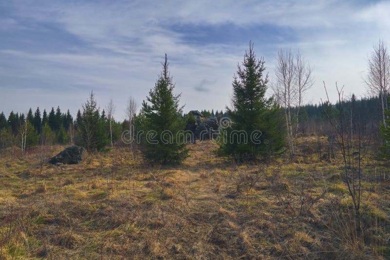 Forest Meadow Field Landscape. Early Spring Forest Meadow View Stock ...