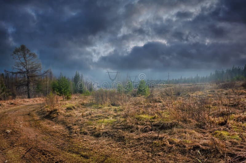 Forest Meadow Field Landscape. Early Spring Forest Meadow View Stock ...
