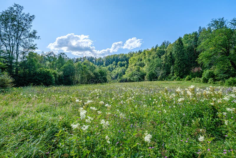 Forest and Meadow Landscape in Summer Blue Sky Above Stock Photo ...