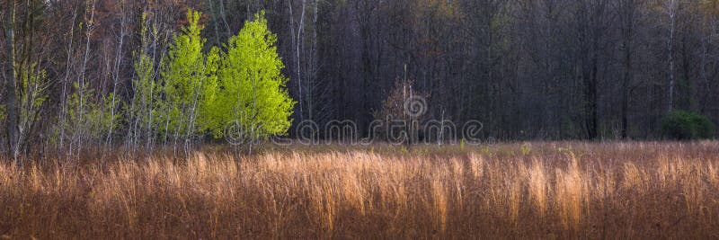 Forest Meadow Panoramic stock photo. Image of midwest - 62712214